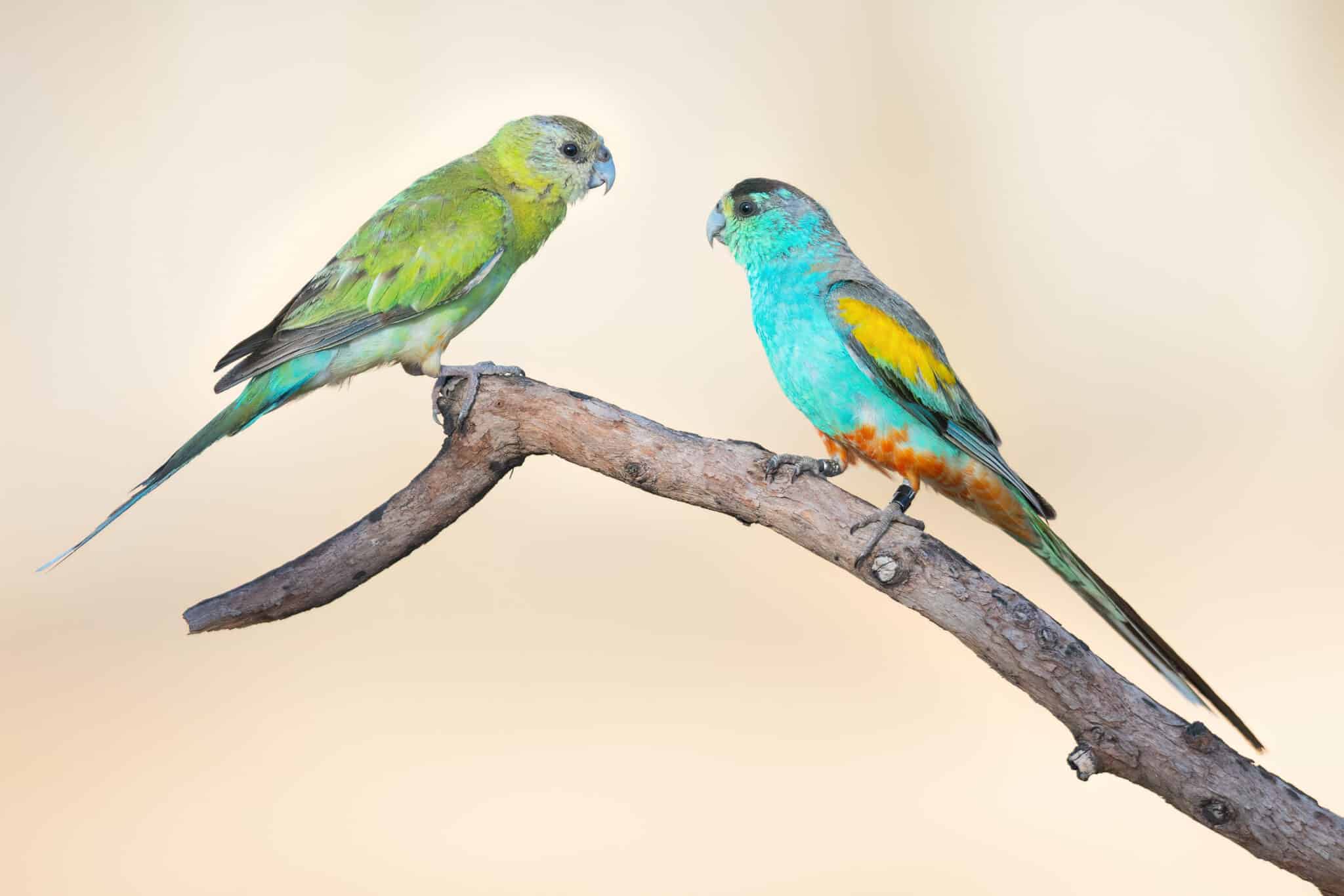 Protecting the Golden-Shouldered Parrot - Gulf Savannah NRM